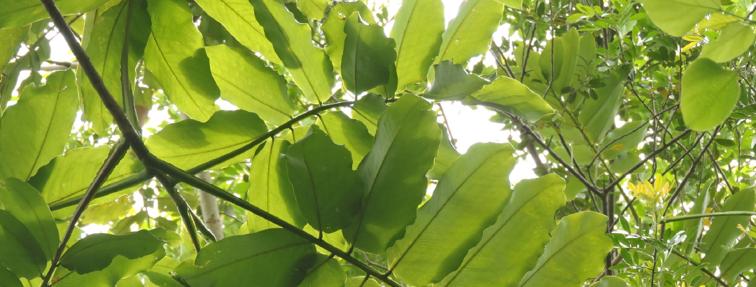 El árbol que domestica los rayos: El Choibá y su sorprendente ...