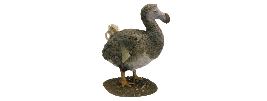 ¿Vuelve el dodo? Ciencia revive al ave extinta hace 300 años - Blackstone